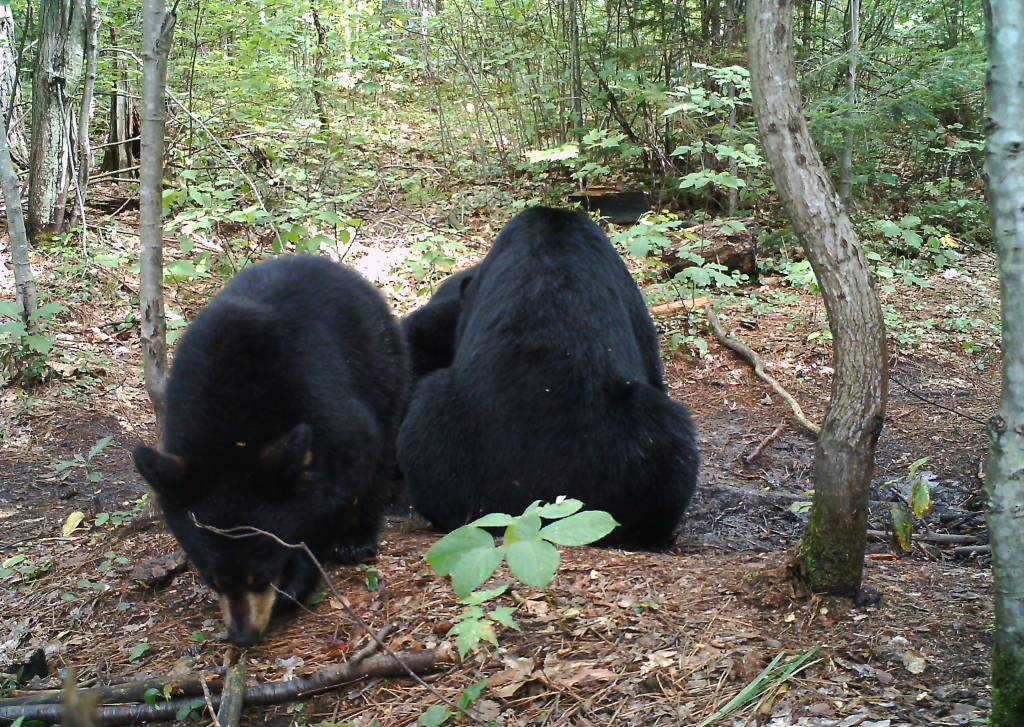 Northern Wisconsin Black Bear Hunting Guide Service (Zone A)