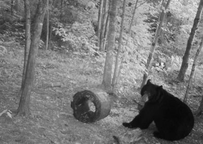 Northern Wisconsin Black Bear Hunting Guide Service (Zone A)