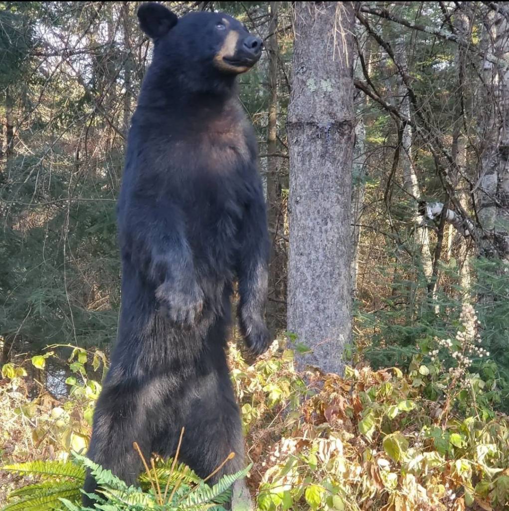 Northern Wisconsin Black Bear Hunting Guide Service (Zone A)