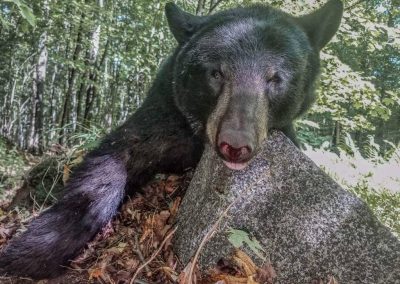 Northern Wisconsin Black Bear Hunting Guide Service (Zone A)